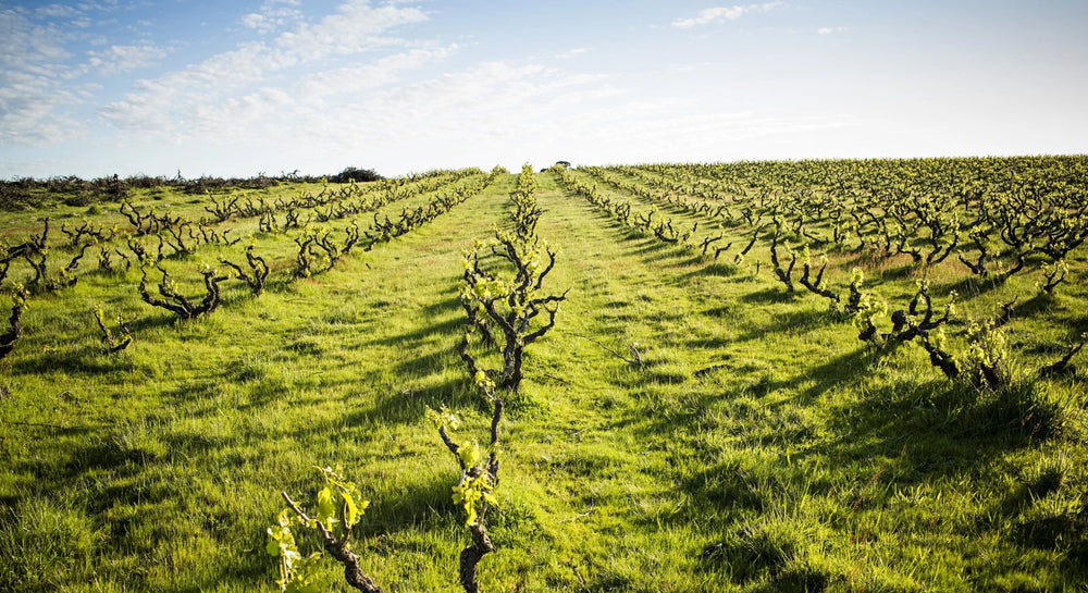 Grenache: The Unsung Hero of the Wine World – ETO